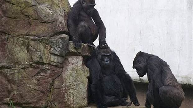 When primates grieve | MPR News