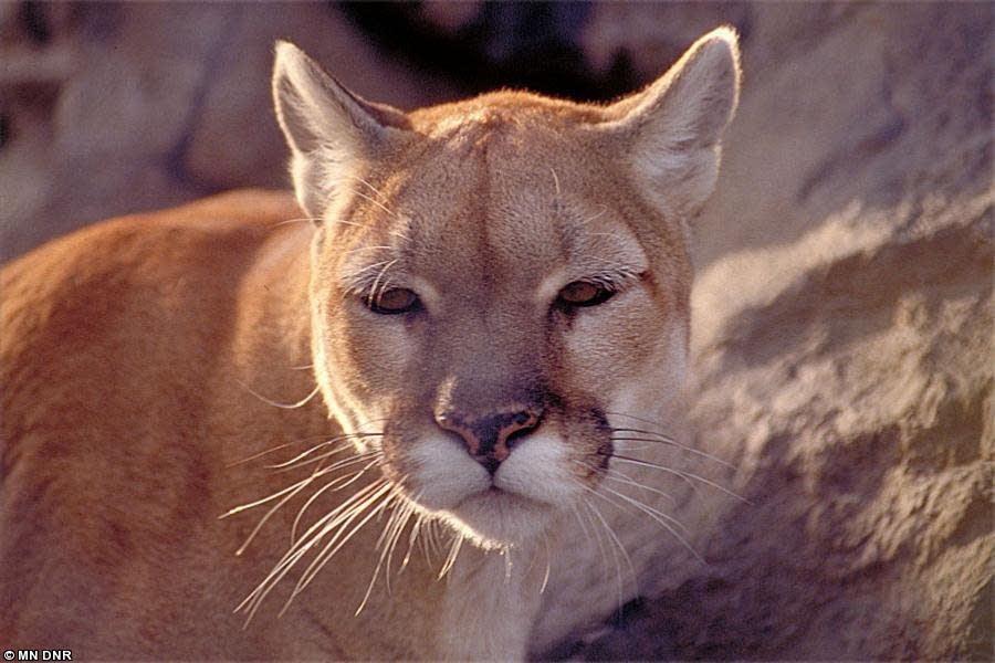 DNR Mountain Lion Sightings More Common But Still Rare MPR News