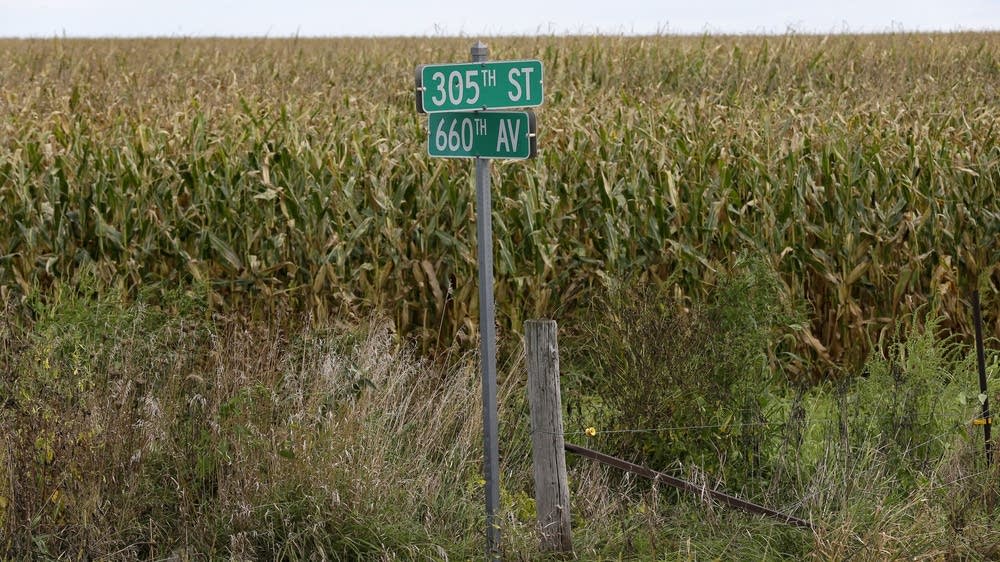 In corn-growing states, tall crops pose seasonal road hazard | MPR News