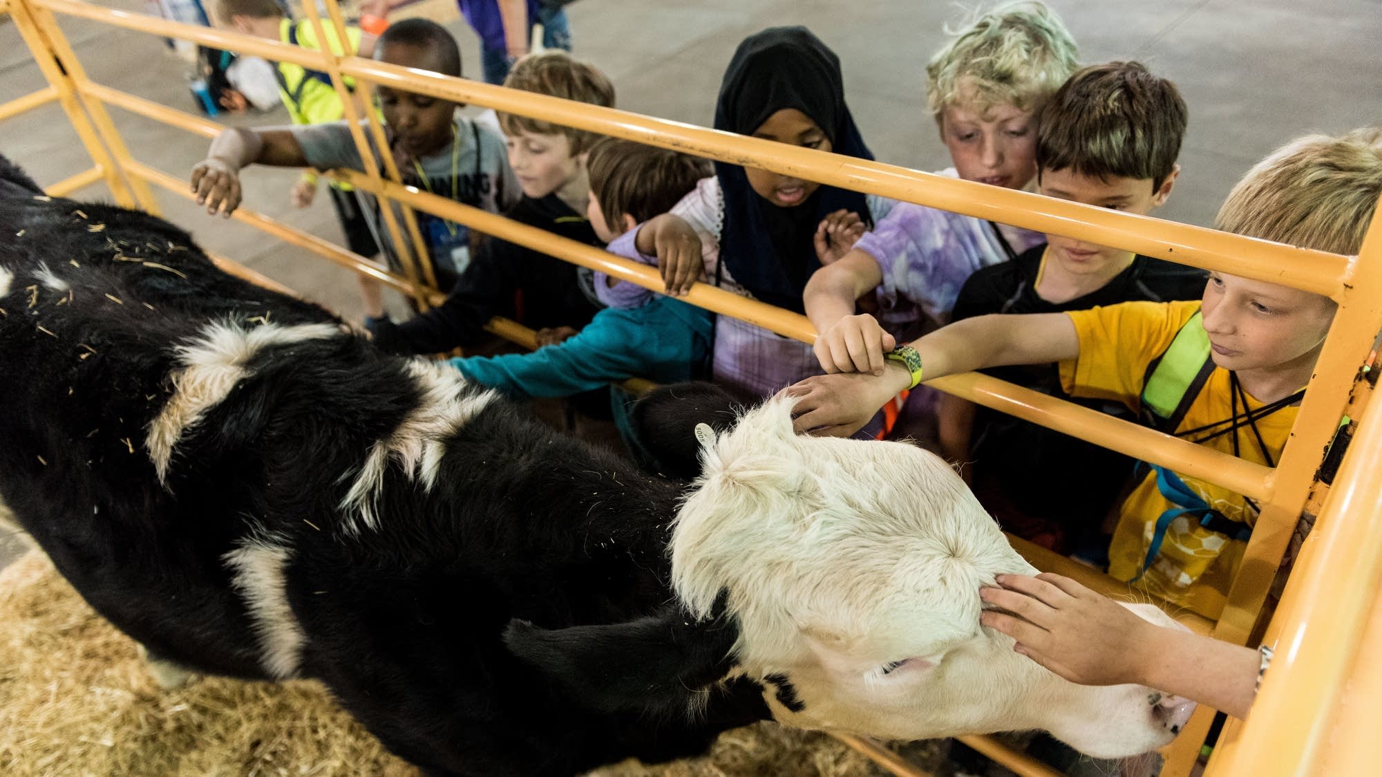 Climate change a factor in spread of bird flu that's keeping birthing ...