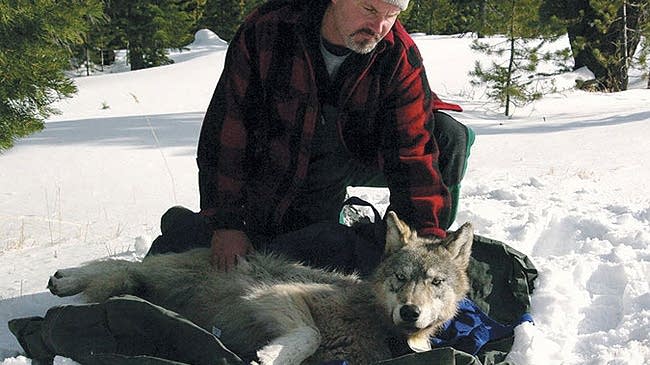'Wolf-safe' zone leads to modern ways to control predator | MPR News