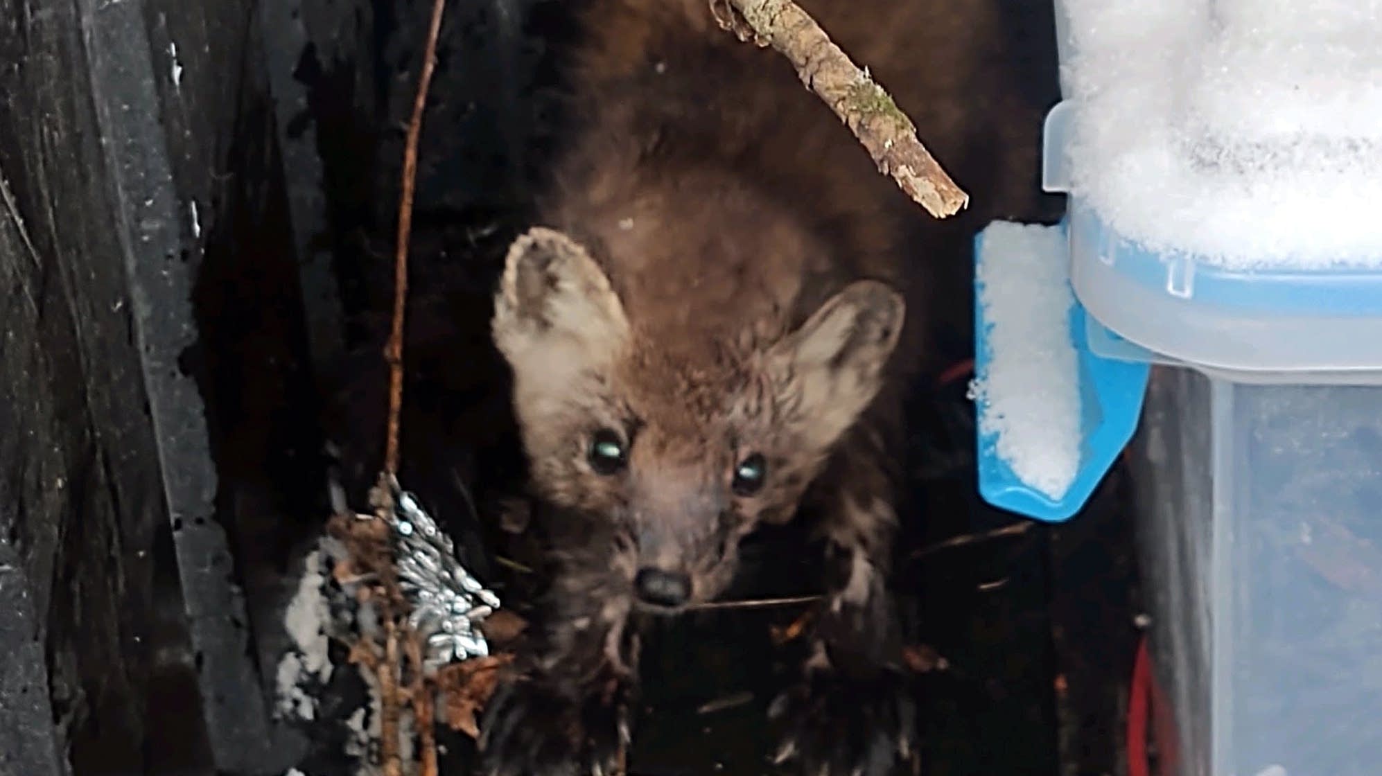 Forbidden catch, happy ending: Minnesota trapper uses CPR to save ...