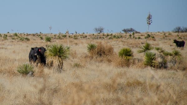 Texas cattle industry threatened by a parasitic fly