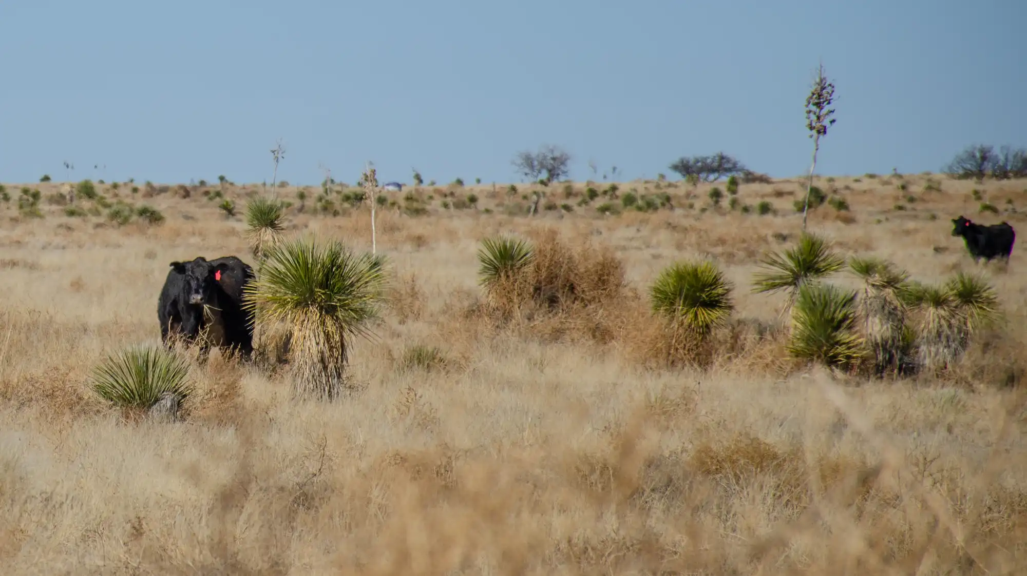 Texas cattle industry threatened by a parasitic fly