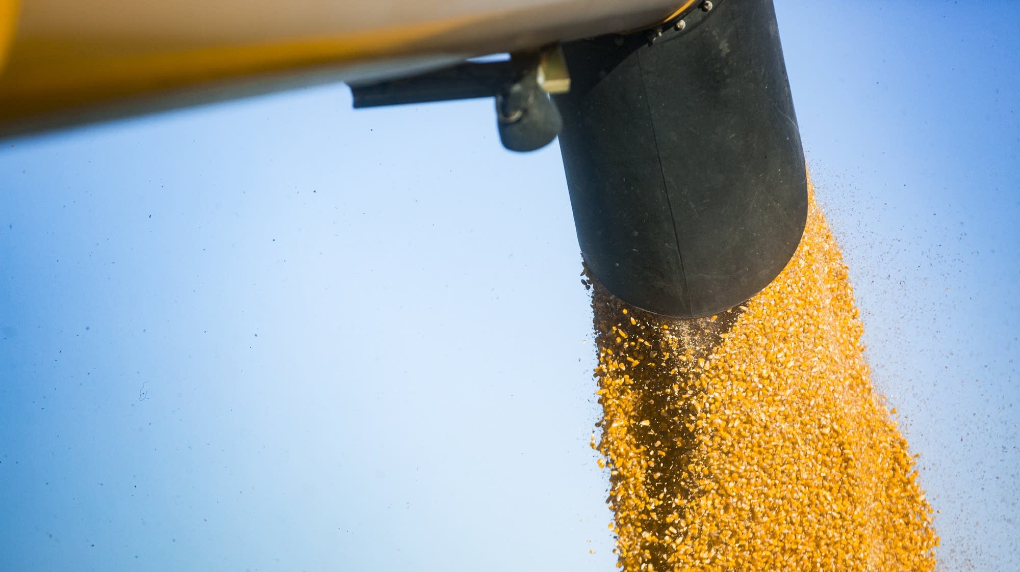 Photos: Minnesota farm family's corn harvest is labor of love | MPR News