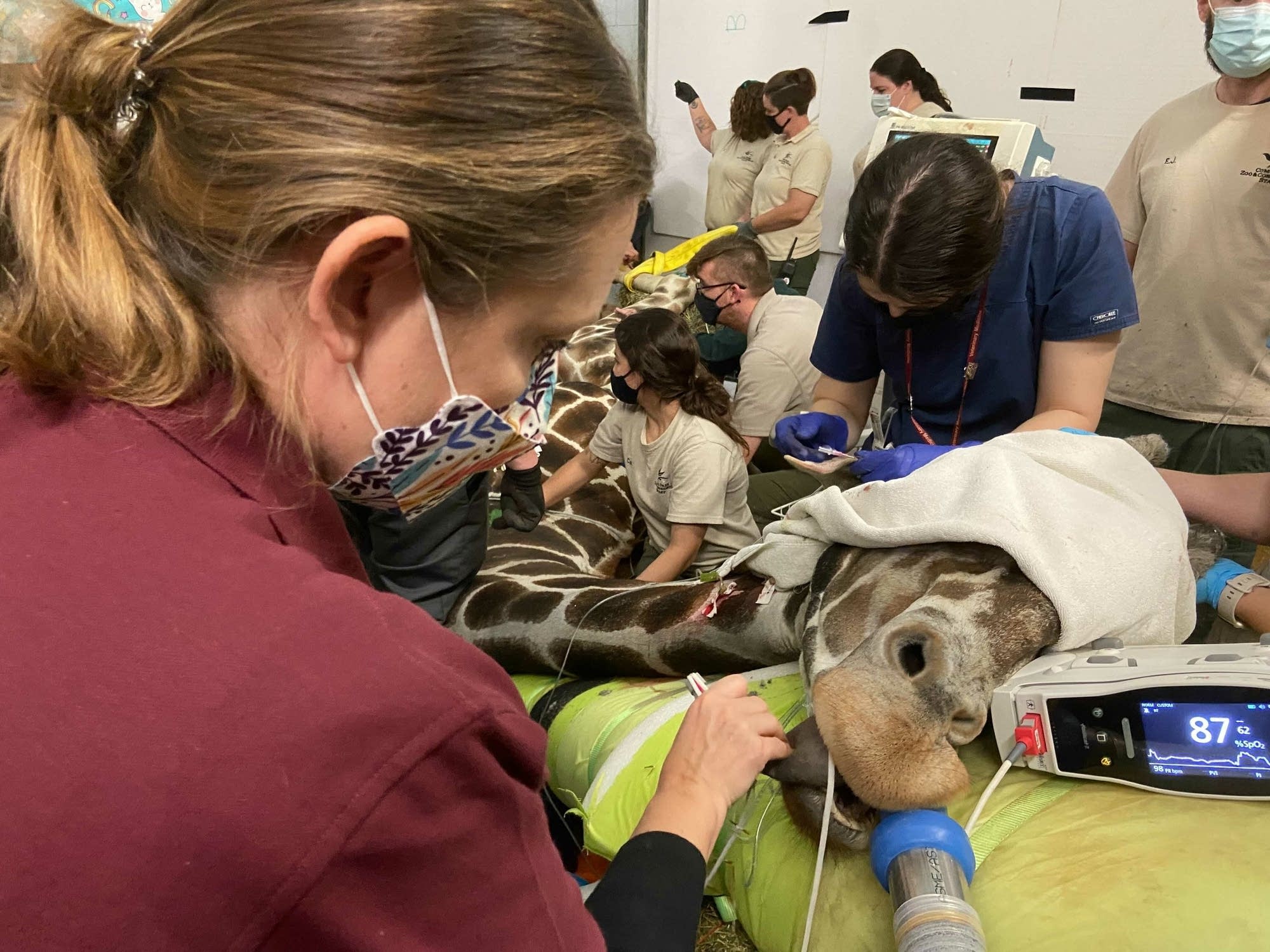 ‘That’s a lot of neck to break’: Giraffe surgery at Como is a tricky ...