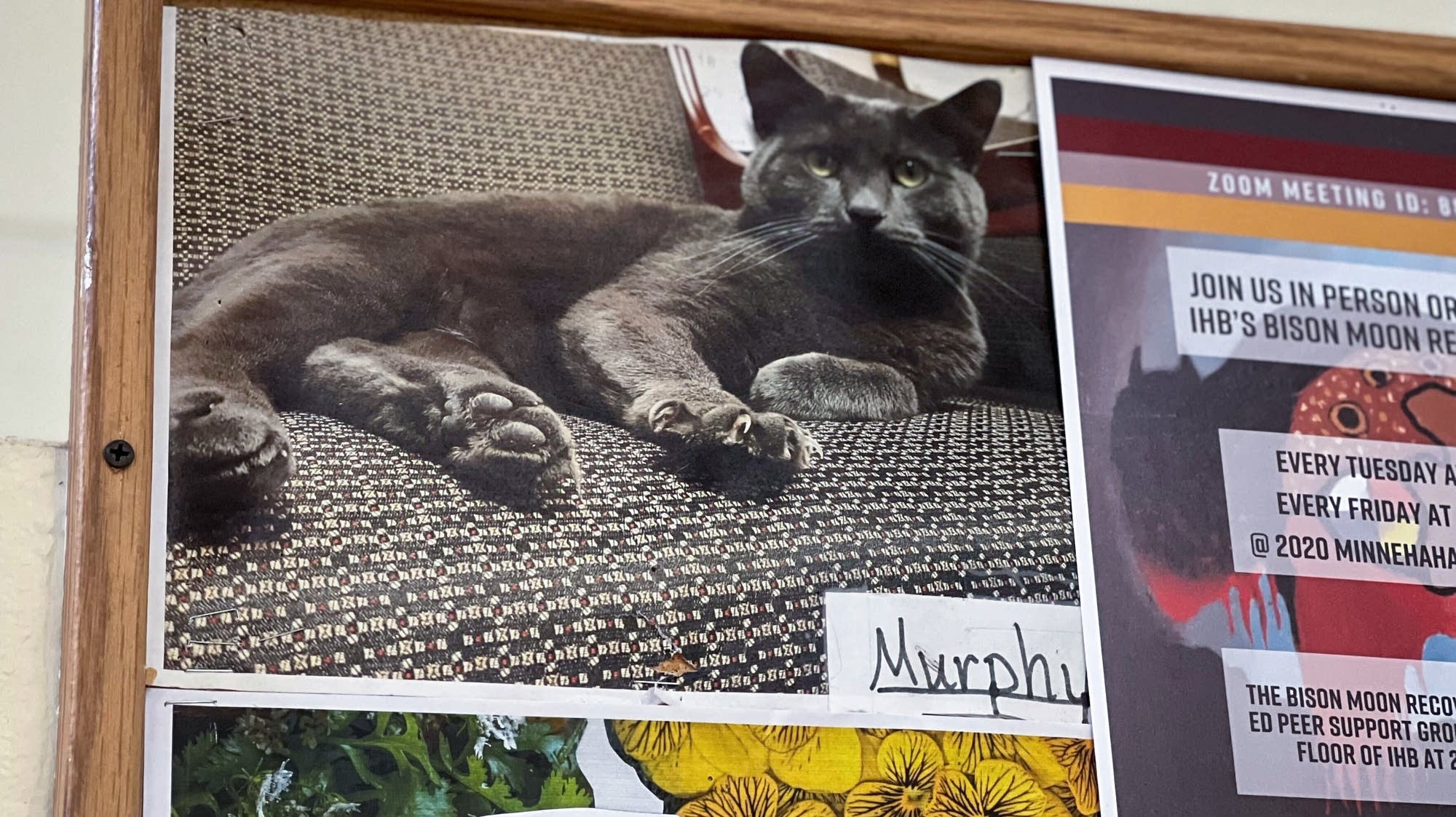 New book celebrates feline friendship in Minneapolis Native community ...