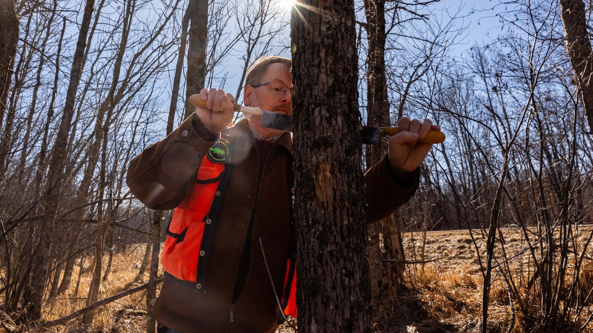 In northern Minnesota, researchers and foresters prepare for emerald ...