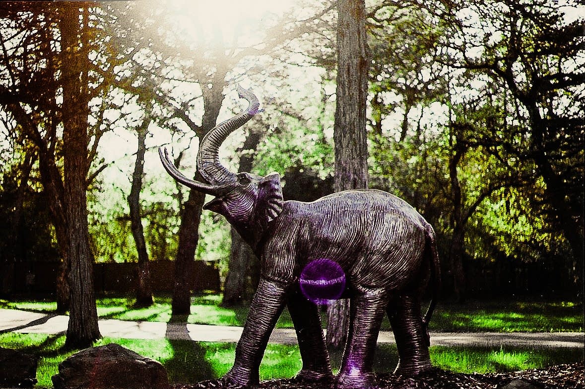 The hits keep coming for Pachyderm Studio