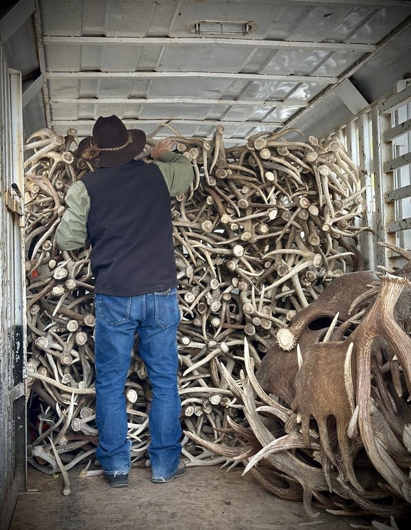 Wyoming's elk antler market: from decor to dog chews