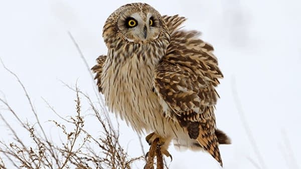 How do birds survive the cold? | MPR News