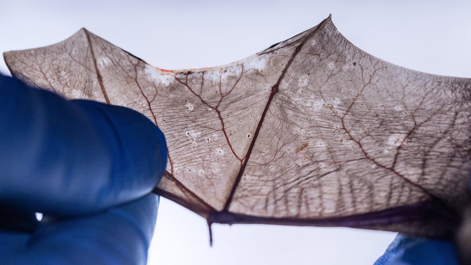 As deadly bat disease takes hold in Minn., scientists focus on future ...