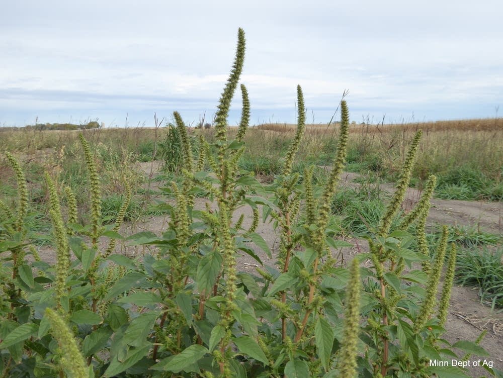 Invasive Palmer amaranth discovered in Houston County | MPR News