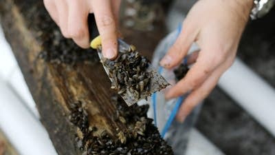 Minnesota DNR finds zebra mussel larvae in Lake of the Woods | MPR News