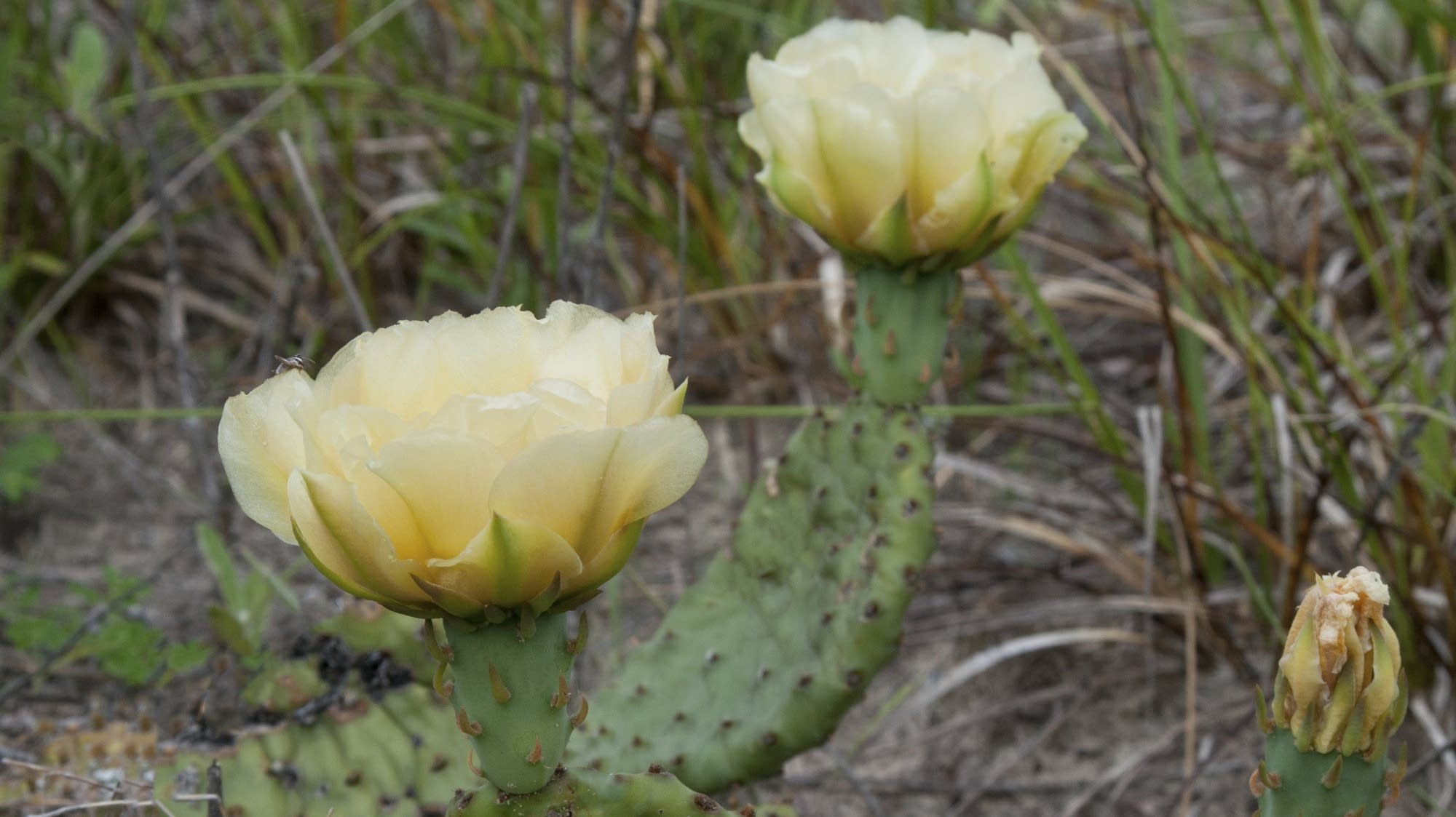 Audio postcard: Finding prickly pear cactus in bloom | MPR News