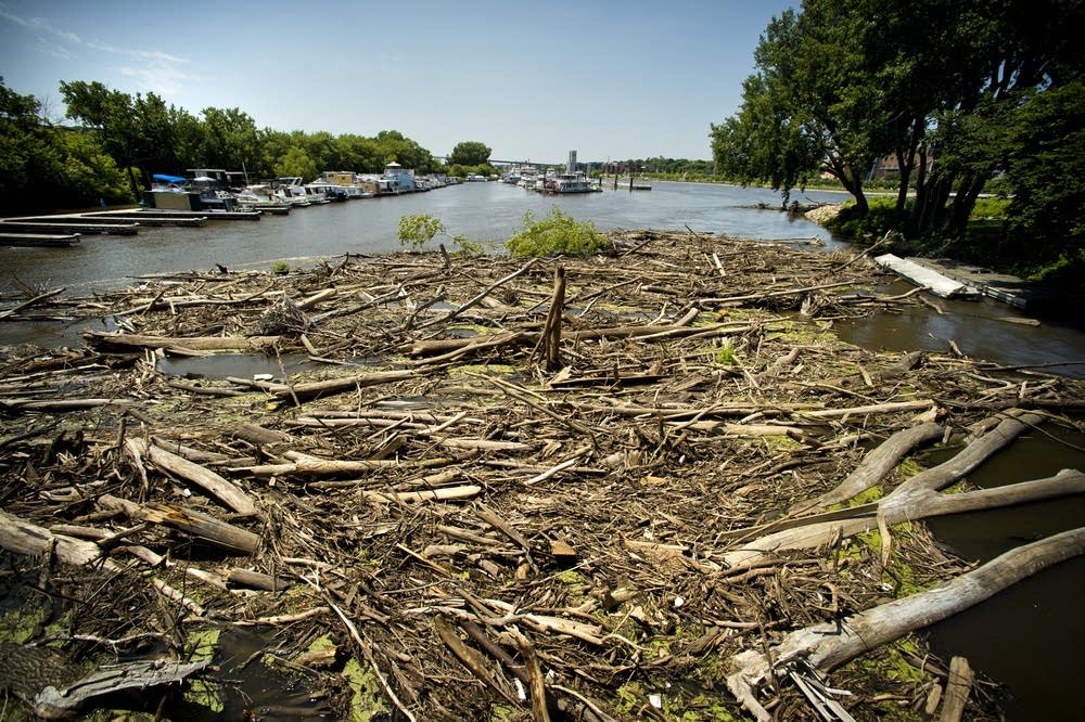 St. Paul tackles big Mississippi River logjam | MPR News