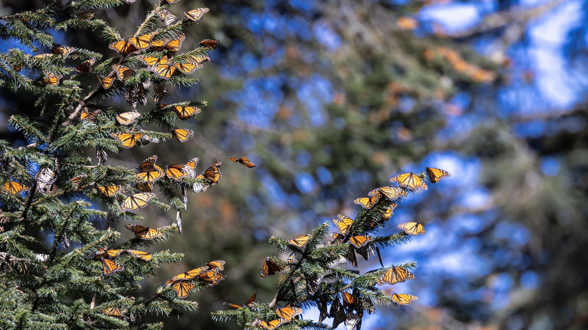 Wintering monarch butterfly population hit hard by drought | MPR News