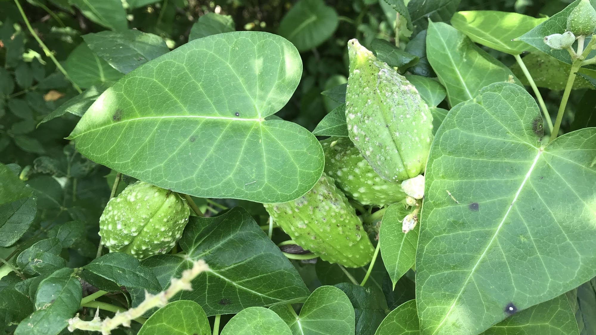 Invasive vine not reported in North America since 1958 turns up in ...