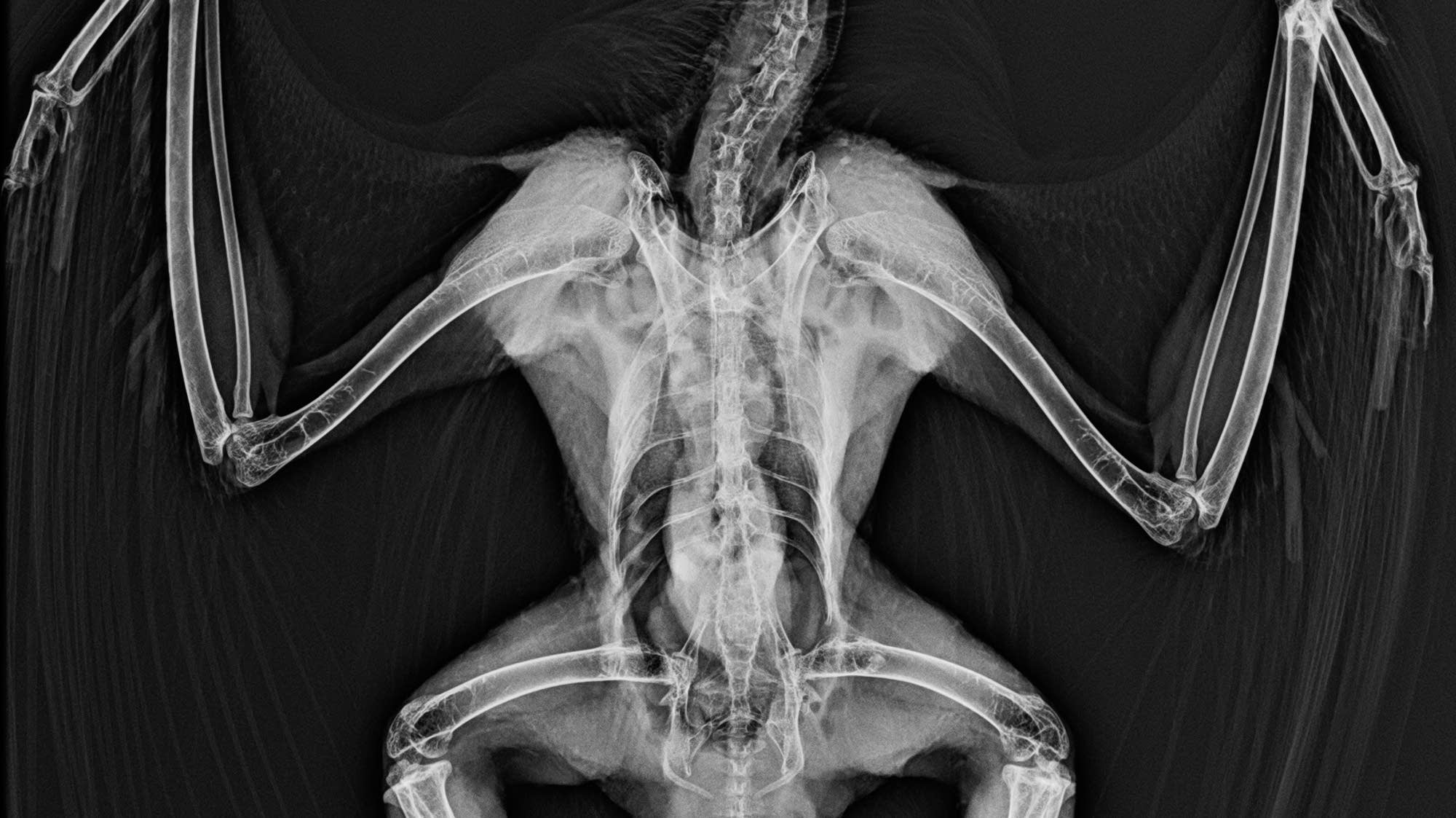 Odd, eerie and cool: Minnesota Zoo shares animal X-rays | MPR News