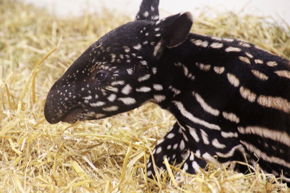 Rare Malayan tapir calf makes debut at Minnesota Zoo | MPR News