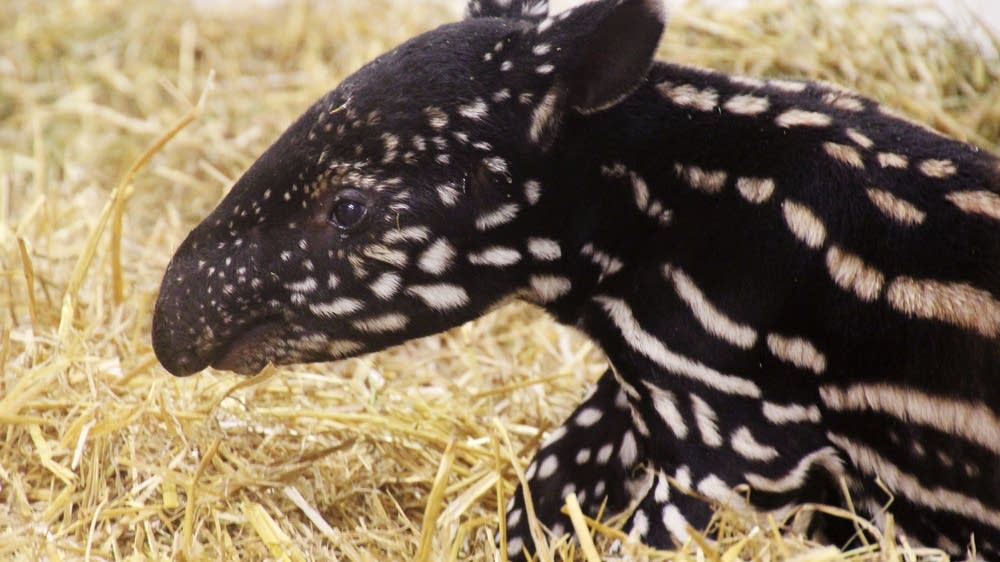 Rare Malayan tapir calf makes debut at Minnesota Zoo | MPR News