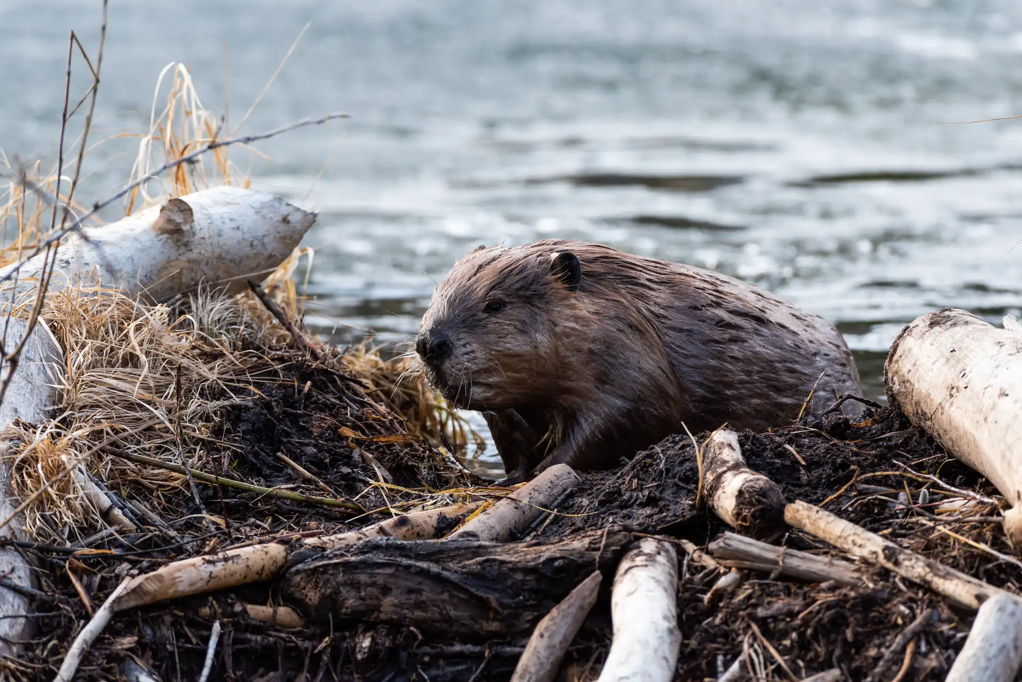 Animals That Build Dams