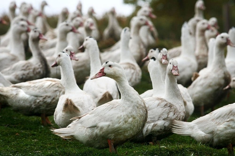 Appetites: Foie gras continues to divide | Minnesota Public Radio News