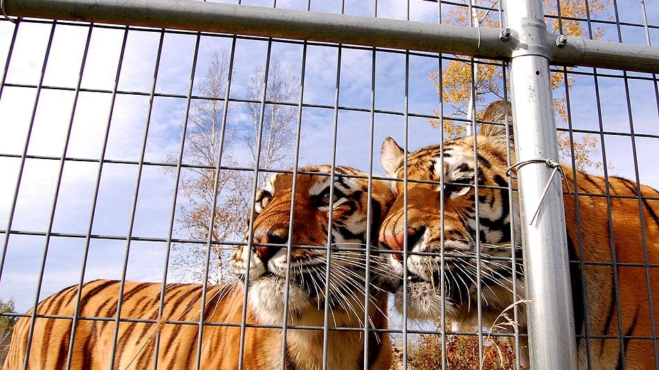 Wildcat Sanctuary restructures after fund abuse | MPR News