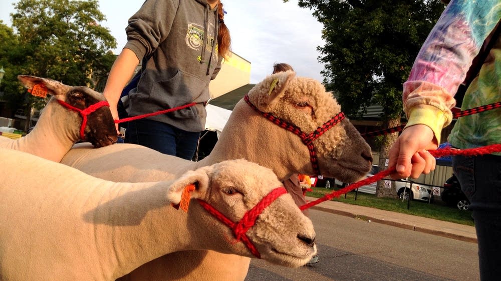 State Fair opens: Here's what to expect | MPR News