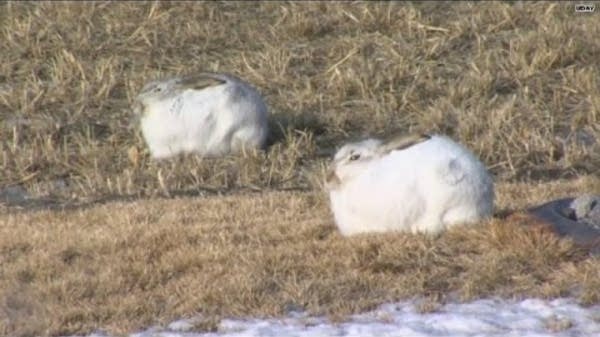 Revenge of the jack rabbits in Fargo | MPR News
