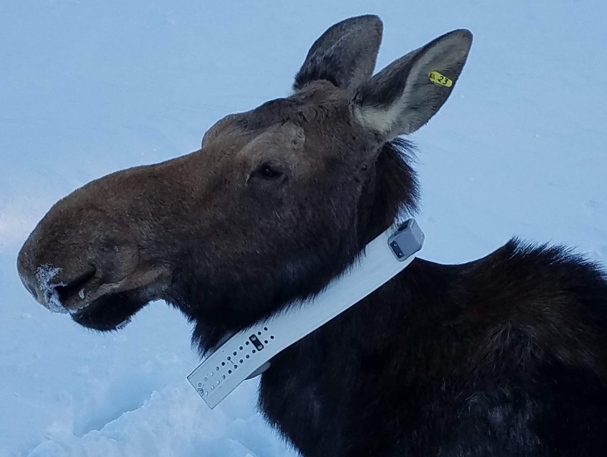 New Isle Royale study could clarify the mystery of what's led to the ...