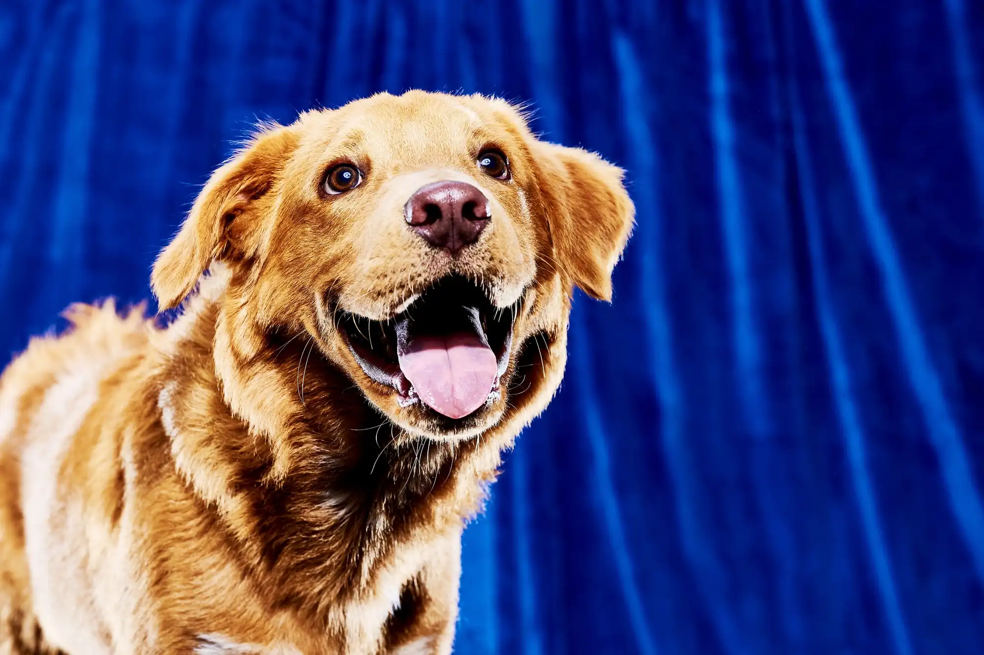 How the Puppy Bowl became a marketing juggernaut in its own right