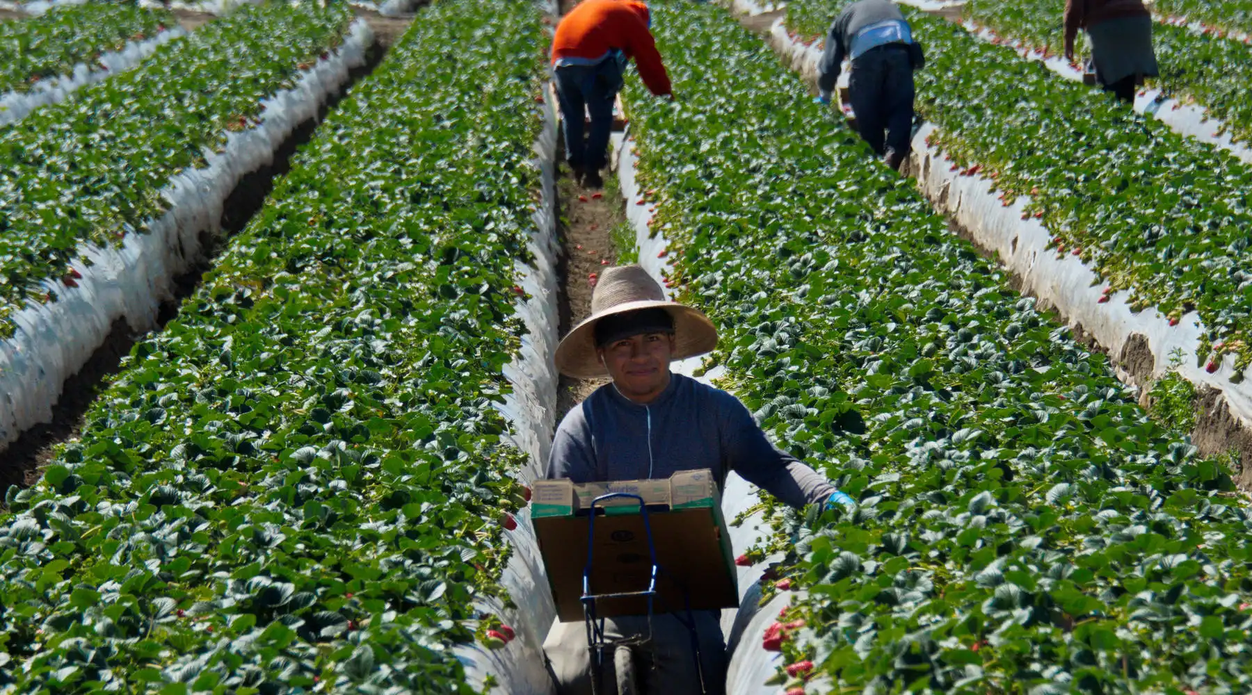 Heat exposure can be deadly for farm workers. Now, advocates are asking ...