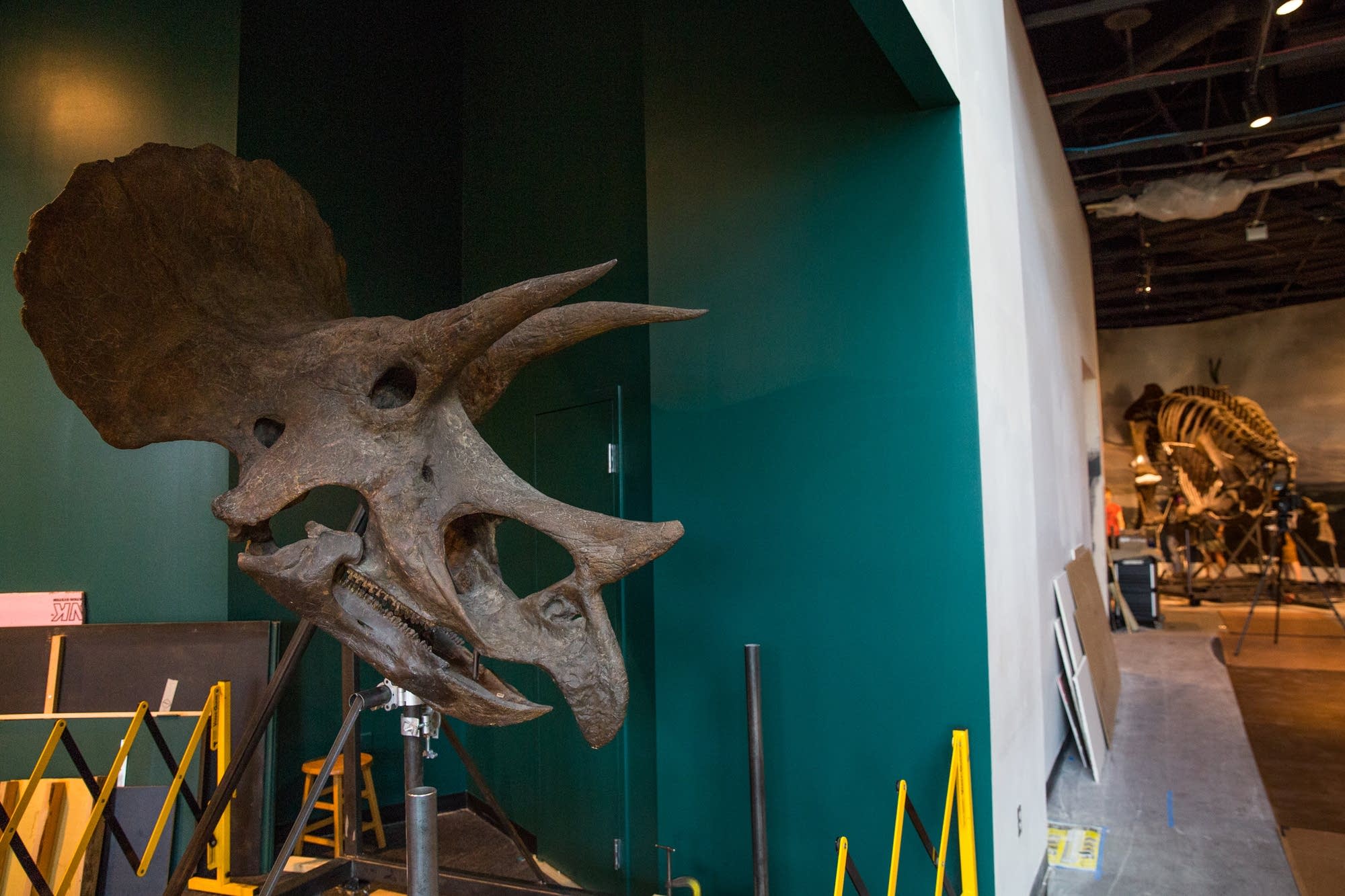 Triceratops on the move at Science Museum | MPR News