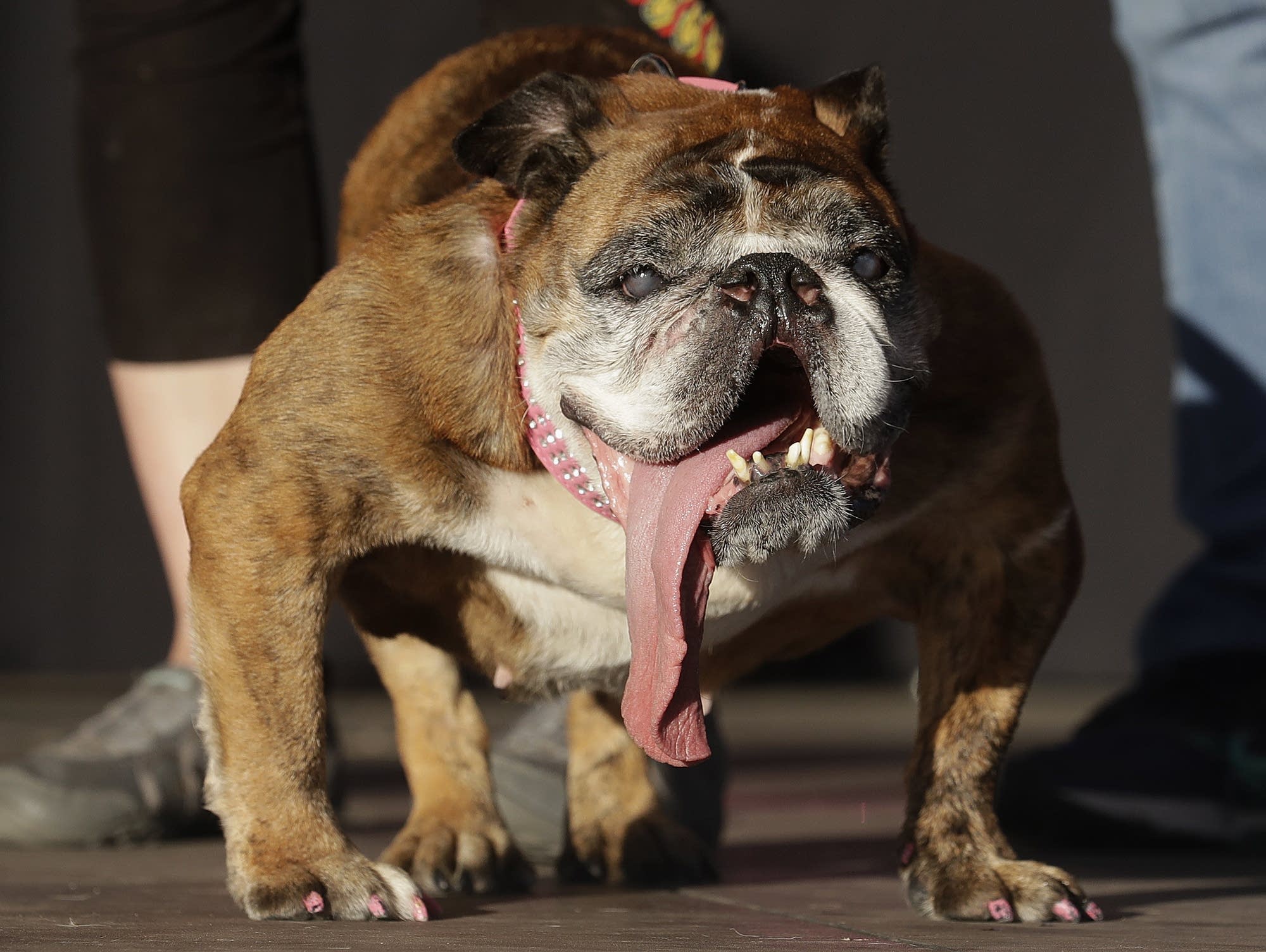 Bulldog From Minnesota Wins World s Ugliest Dog Title MPR News Bulldog From Minnesota Wins World s Ugliest Dog Title MPR News