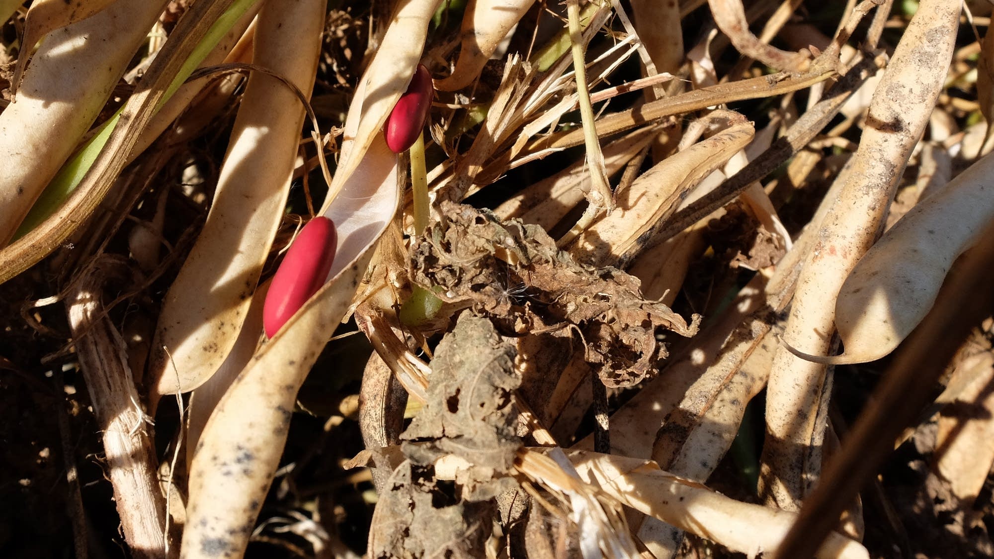 MPR News AM Update: Struggles for a top Minnesota crop | MPR News