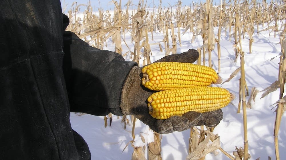 Minn. farmers hope to salvage unharvested corn crop | MPR News