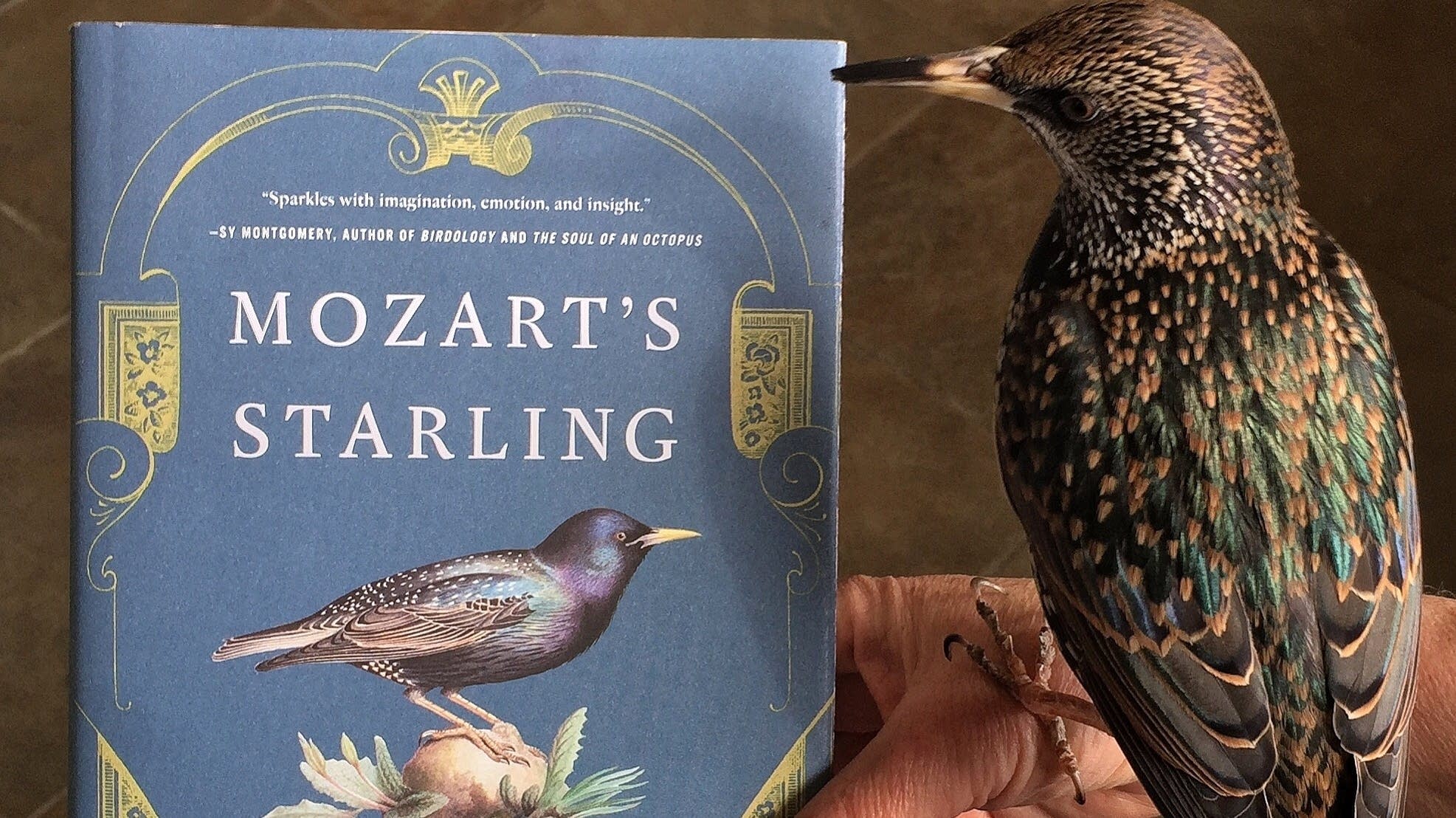 A Beautiful World: What do Mozart and starlings have in common with ...