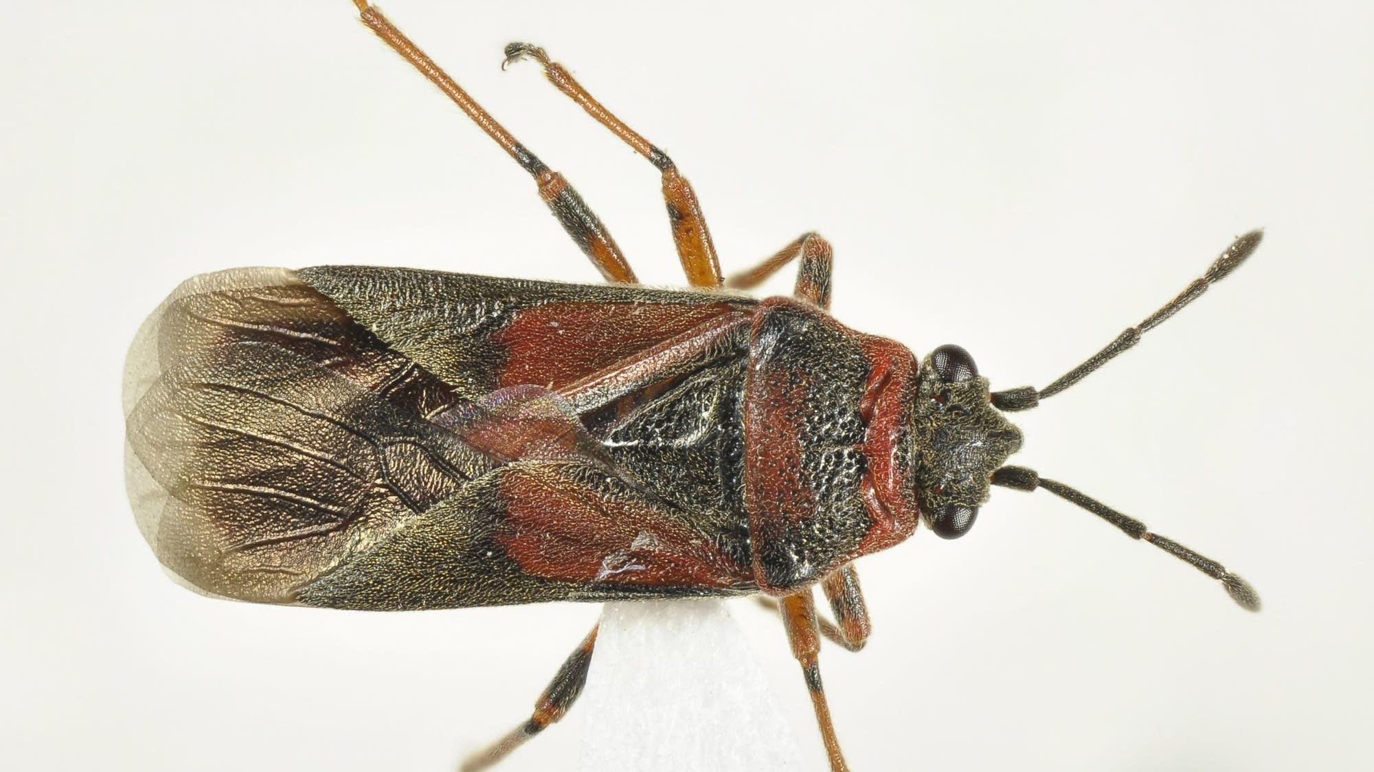 State officials confirm sightings of two new invasive insects in ...