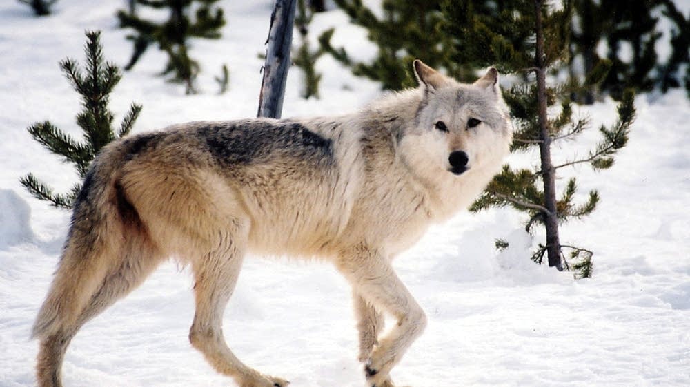 Midwest wolves may find themselves in the crosshairs again | MPR News