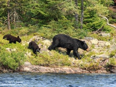 Duluth's Gary Fiedler takes 221-day solo Boundary Waters trip | MPR News