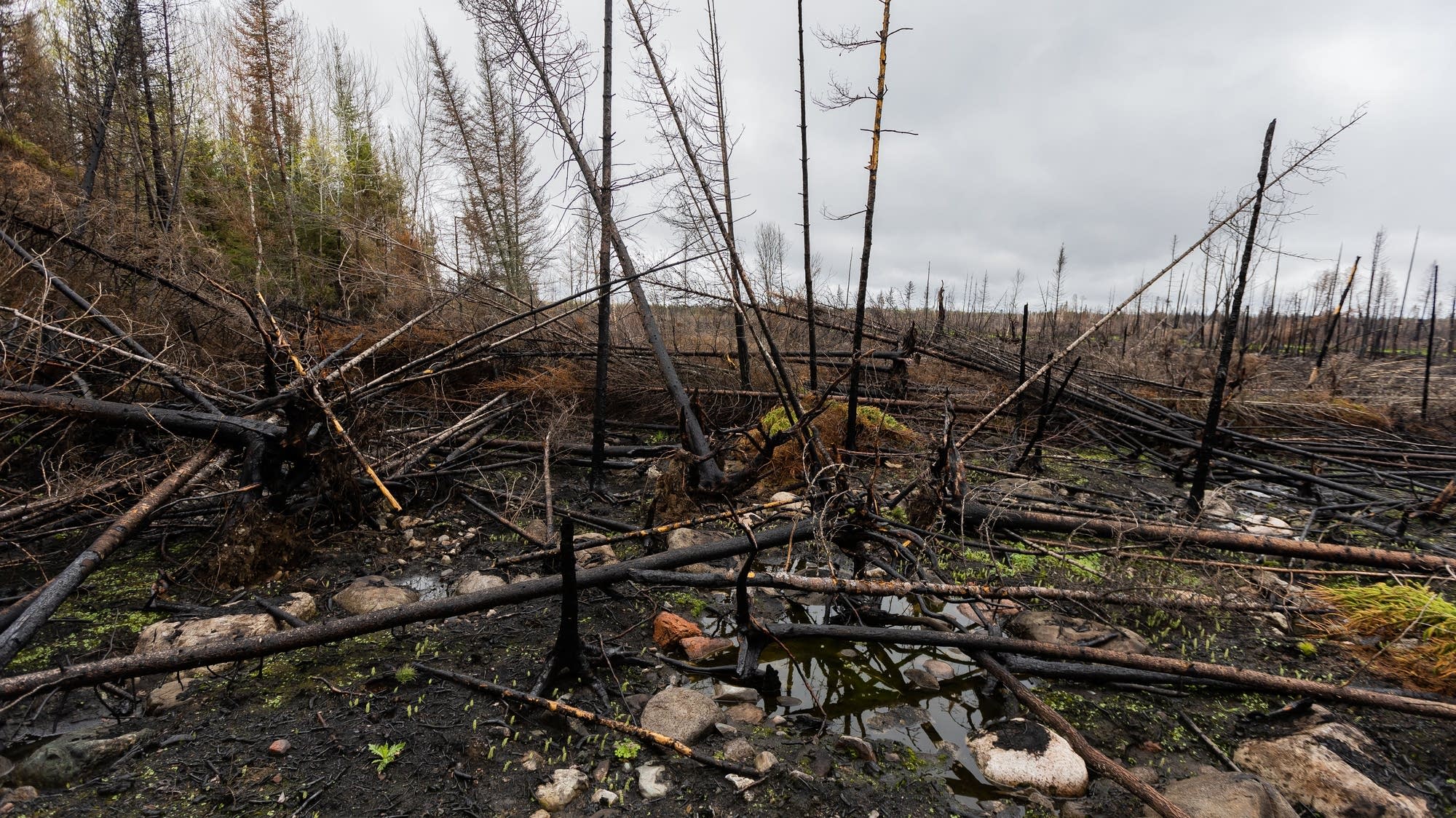 U.S. to plant 1 billion trees as climate change kills forests | MPR News