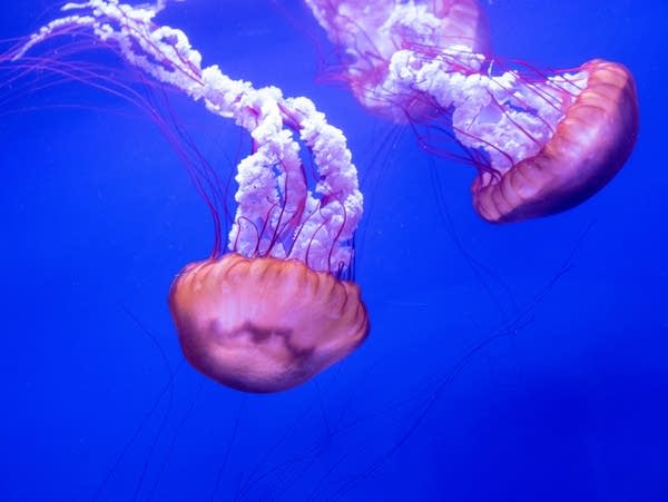 What’s inside a jellyfish? | Brains On