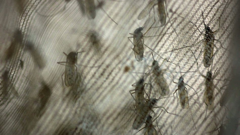 Wet conditions bring onslaught of mosquitoes, biting flies across ...