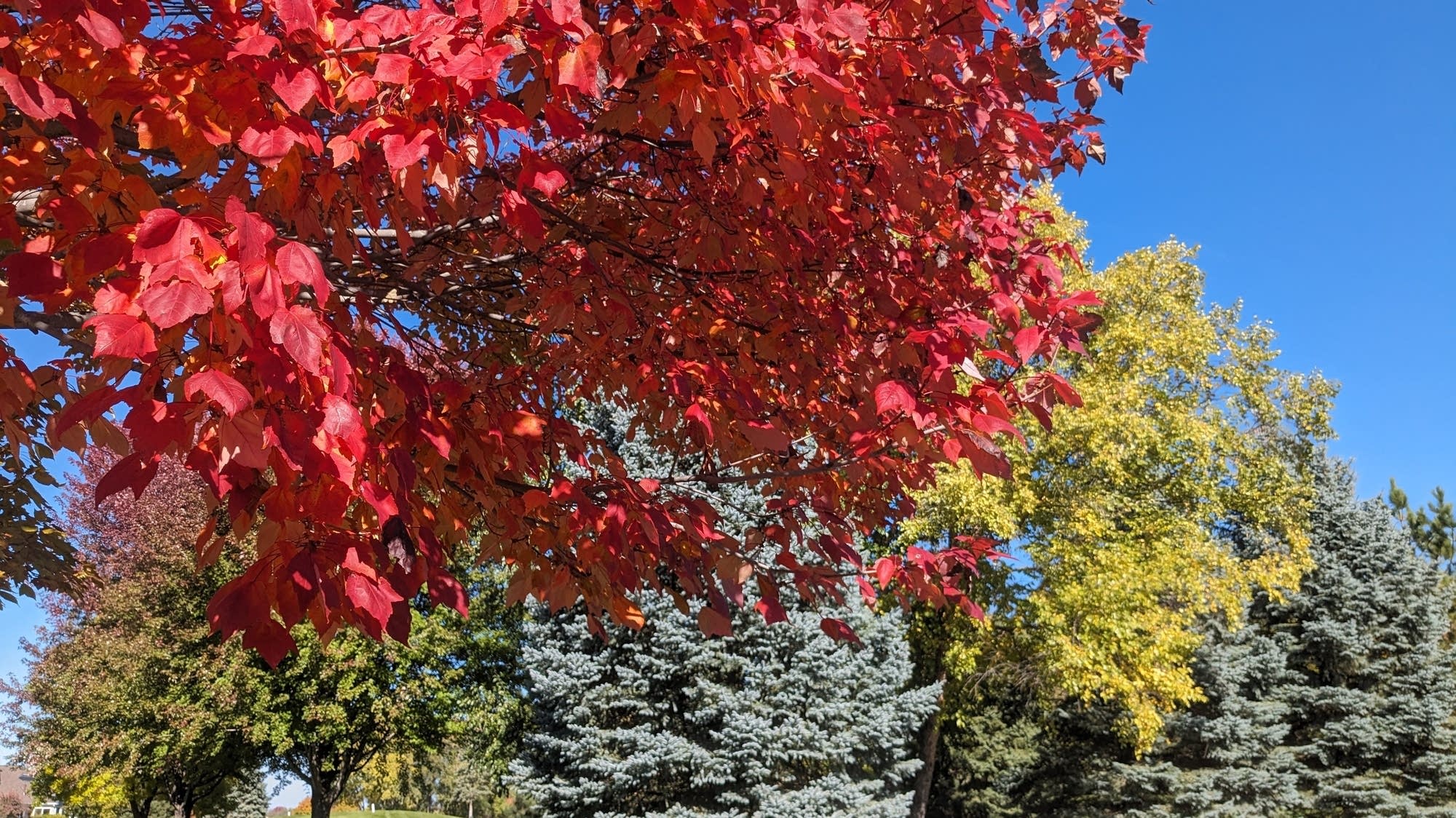 Fall color peaking later than average in the Twin Cities | MPR News