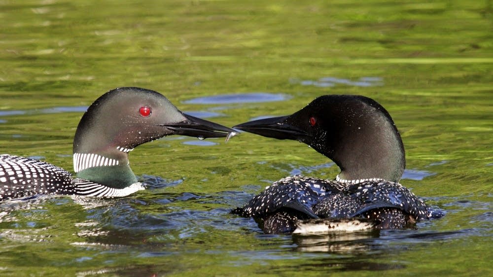 Early spring draws loons back to state | MPR News