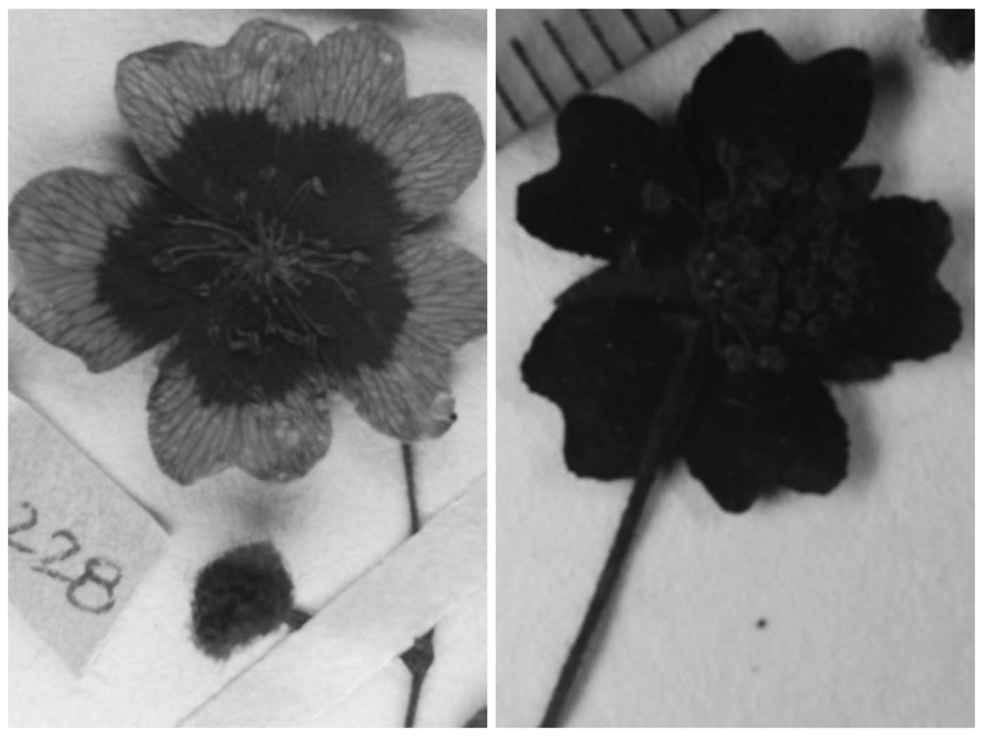 Flower pigments are changing as temperatures rise, ozone depletes | MPR ...