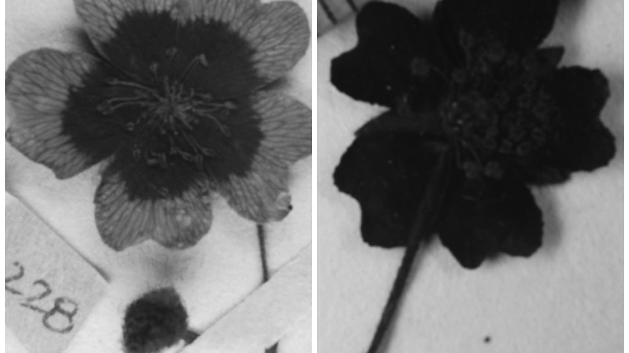 Flower pigments are changing as temperatures rise, ozone depletes | MPR ...