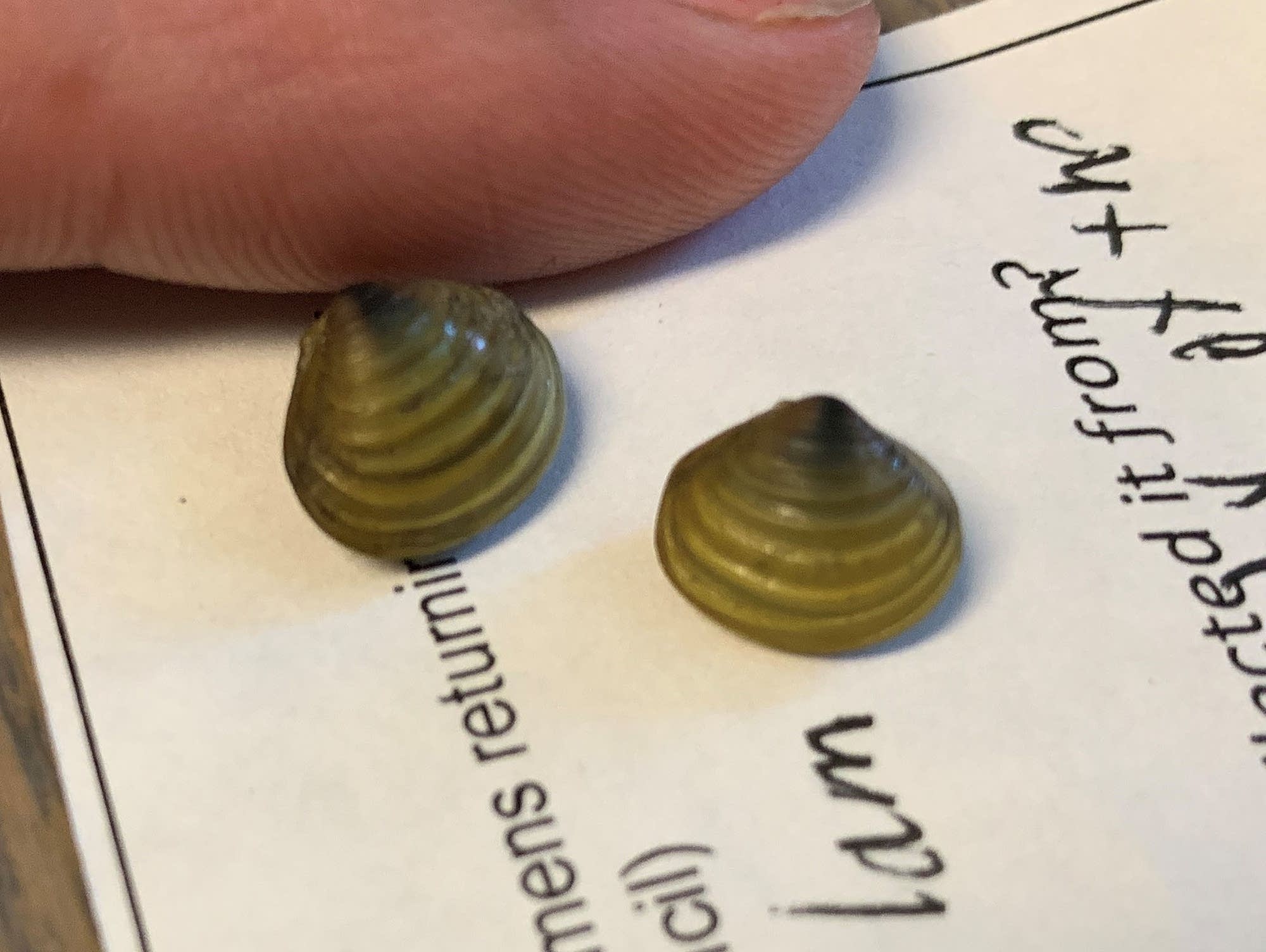 12-year-old discovers invasive clams in Minnesota lake | MPR News