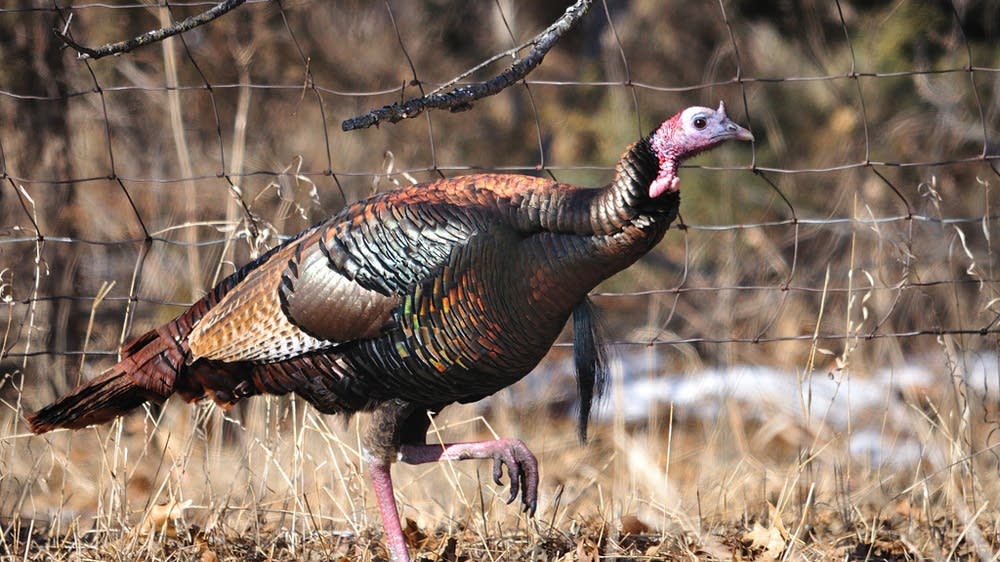 How to stay active on Turkey Day